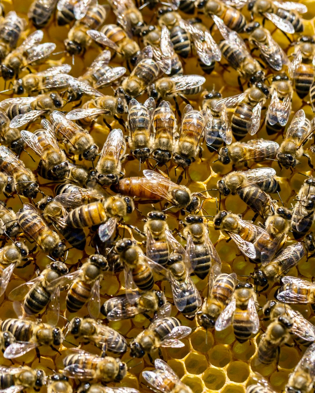 Bee's Knees Week – Barr Hill